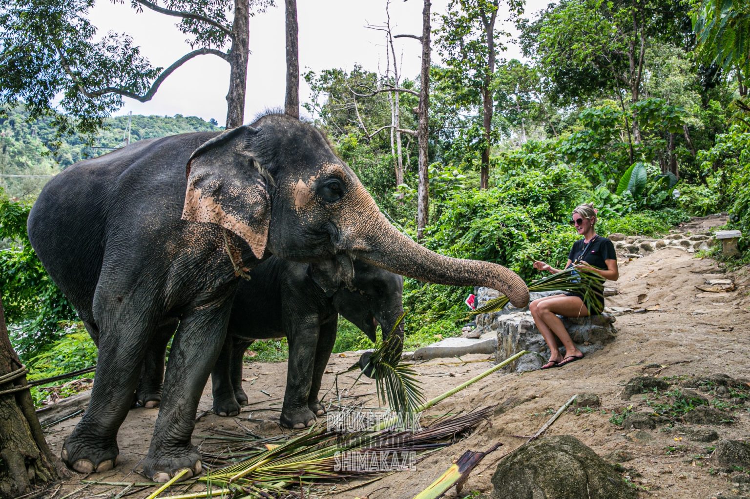 Play with elephants at Elephant Care